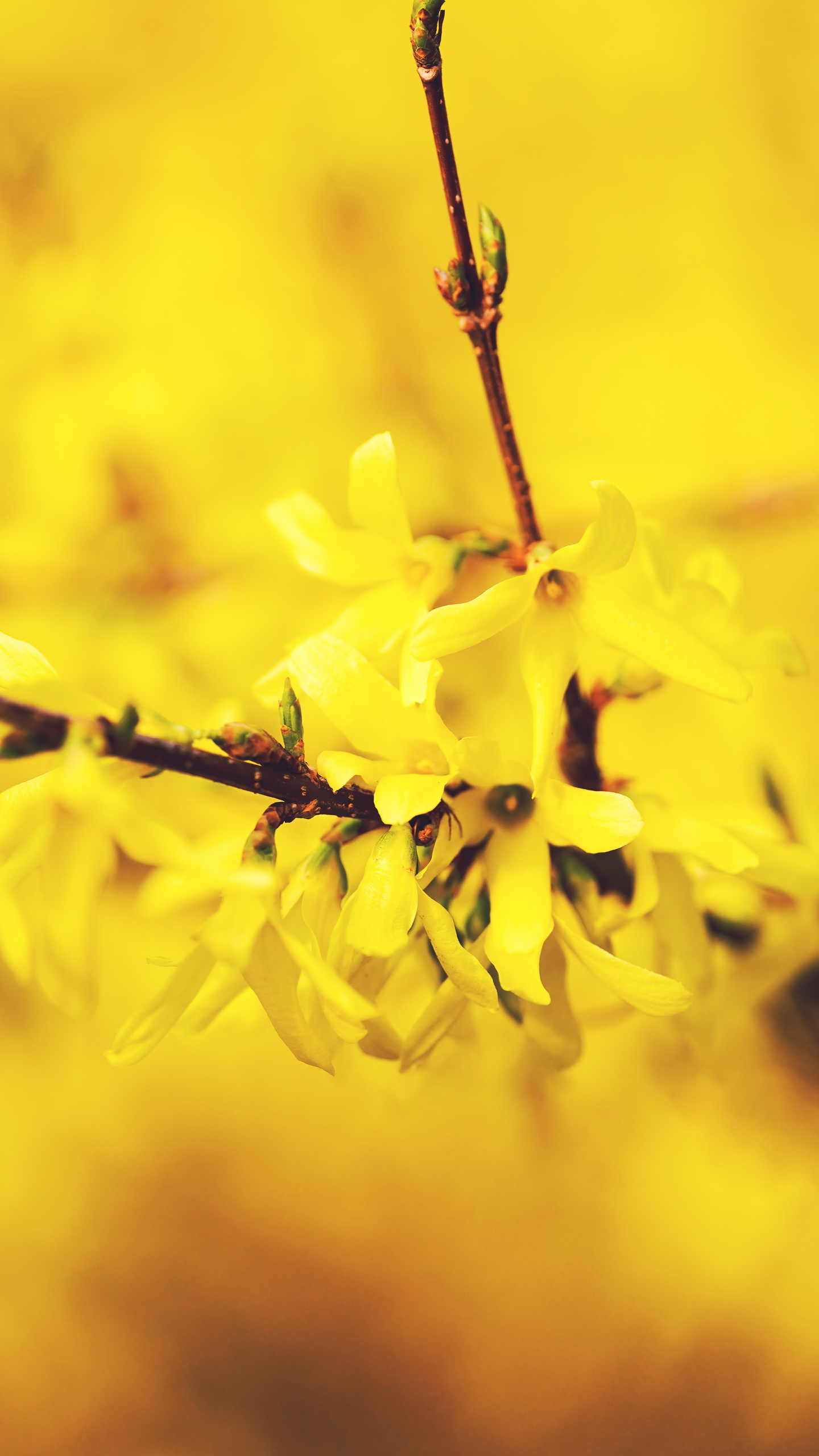 1440x2560 One More Spring Samsung Galaxy S6,S7 ,Google Pixel XL ,Nexus ...