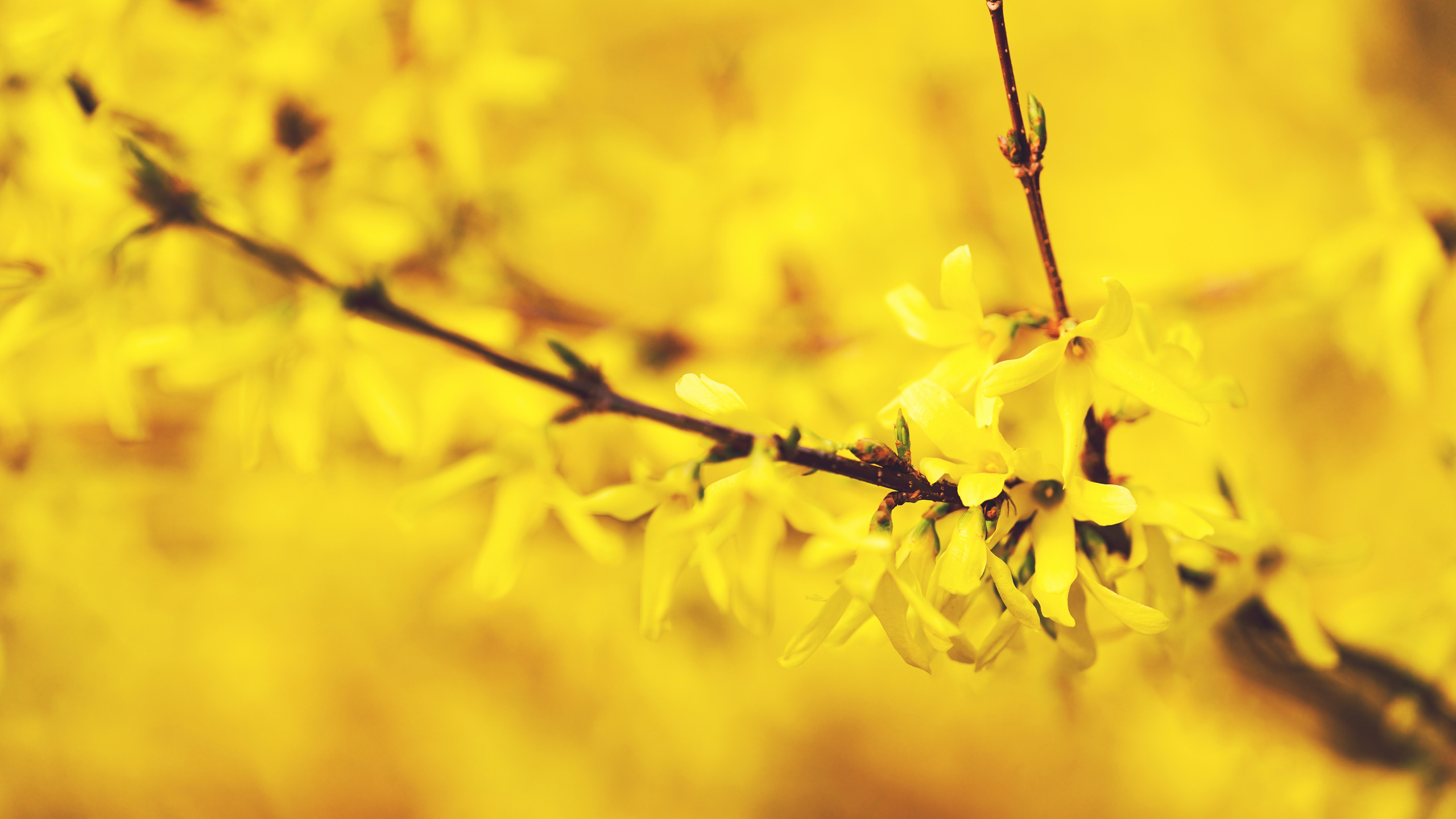 2560x1440 One More Spring 1440P Resolution ,HD 4k Wallpapers,Images ...