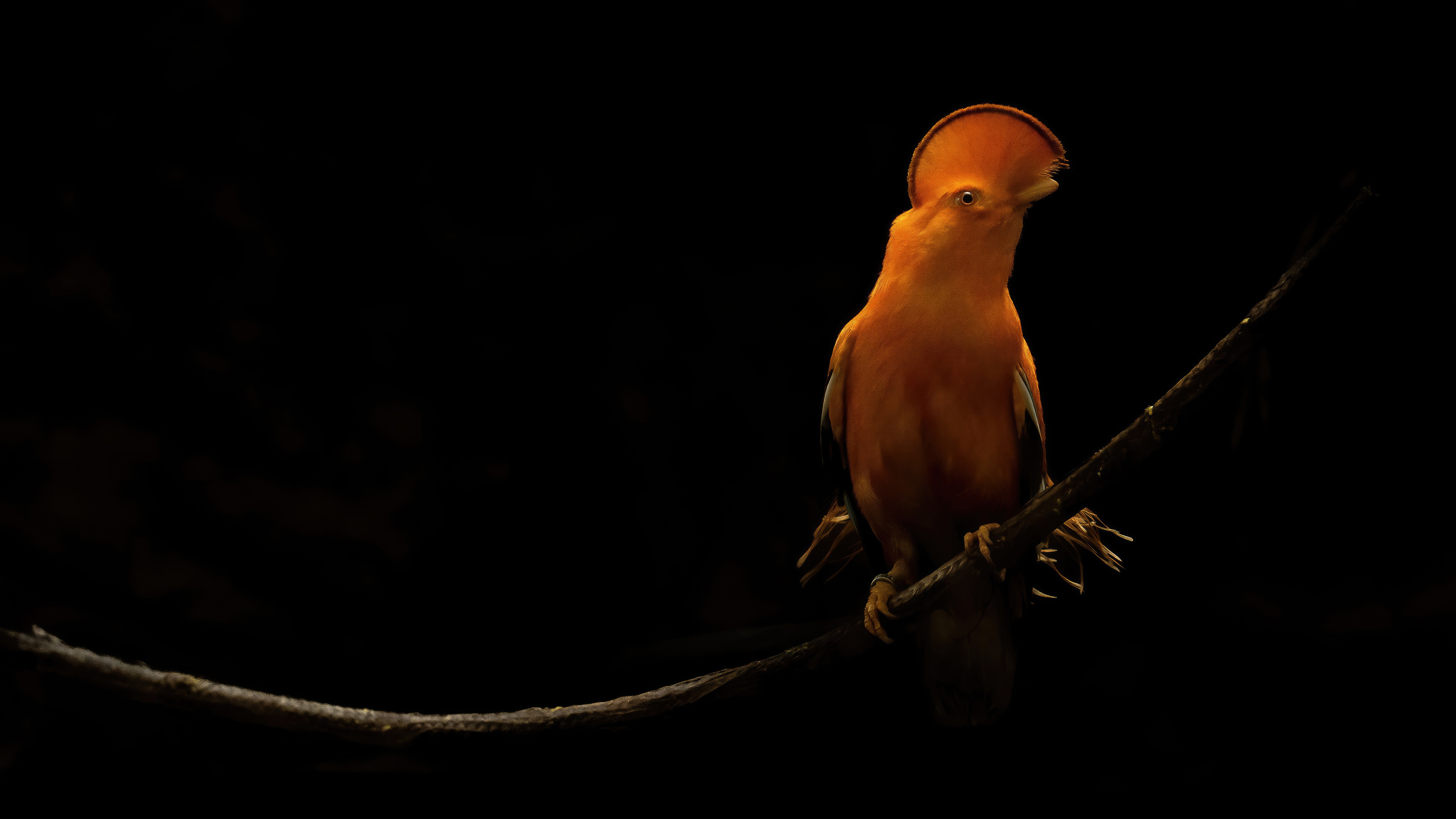3840x2160 Orange Parrot Dark Oled 4K ,HD 4k Wallpapers,Images ...
