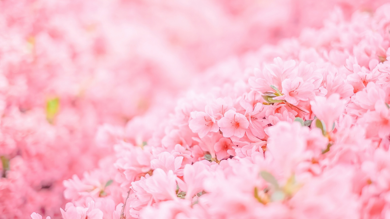 1366x768 Pink Flowers Minimal 4k Laptop HD ,HD 4k Wallpapers,Images ...
