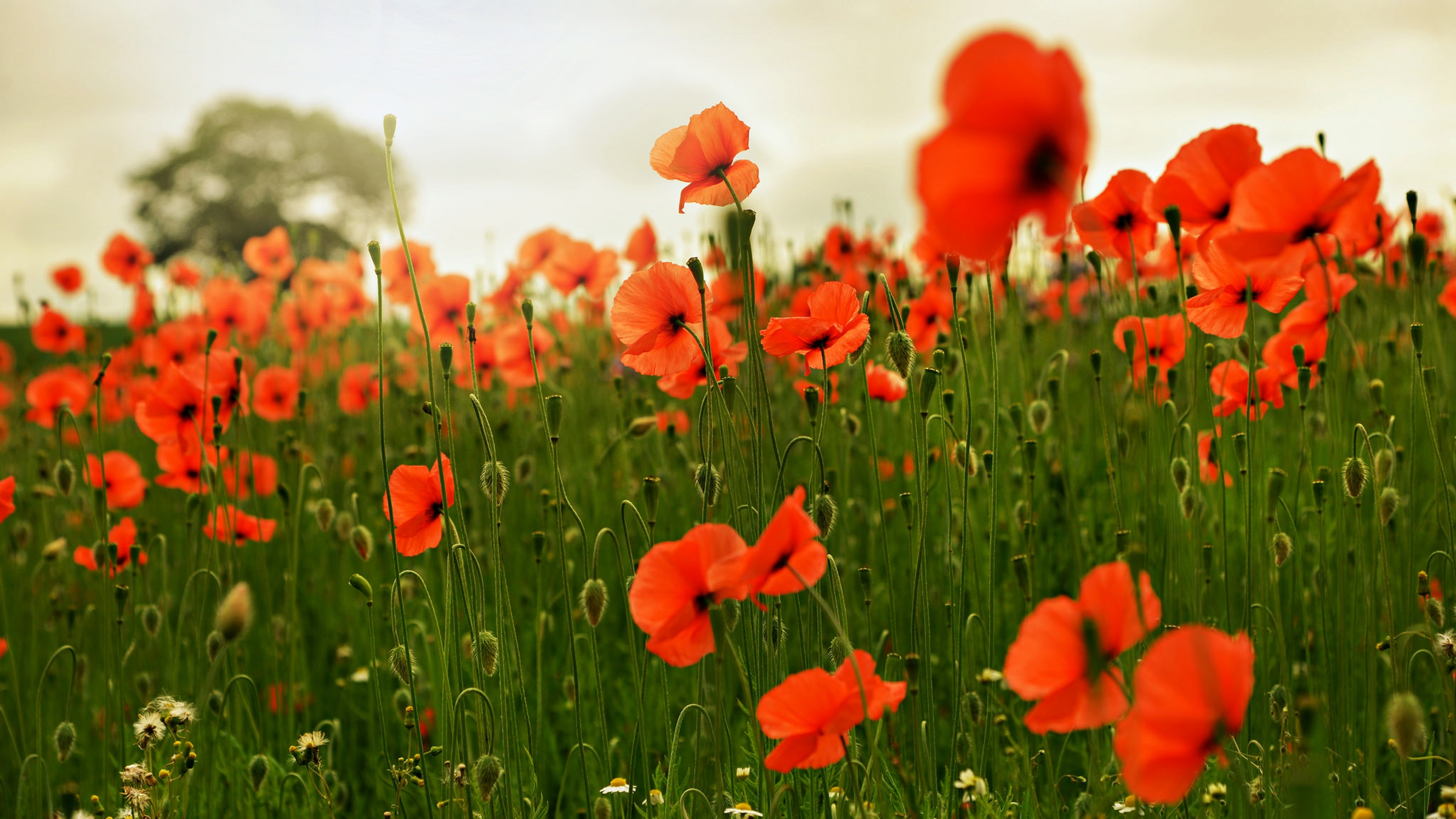 3840x2160 Poppy 4K ,HD 4k Wallpapers,Images,Backgrounds,Photos and Pictures