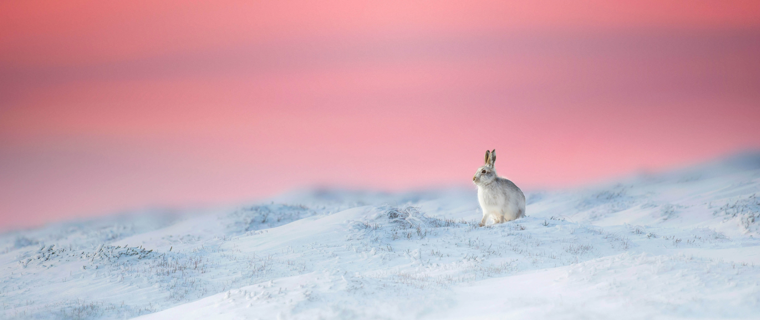 2560x1080 Rabbit In Snow Sitting 5k Wallpaper,2560x1080 Resolution HD ...