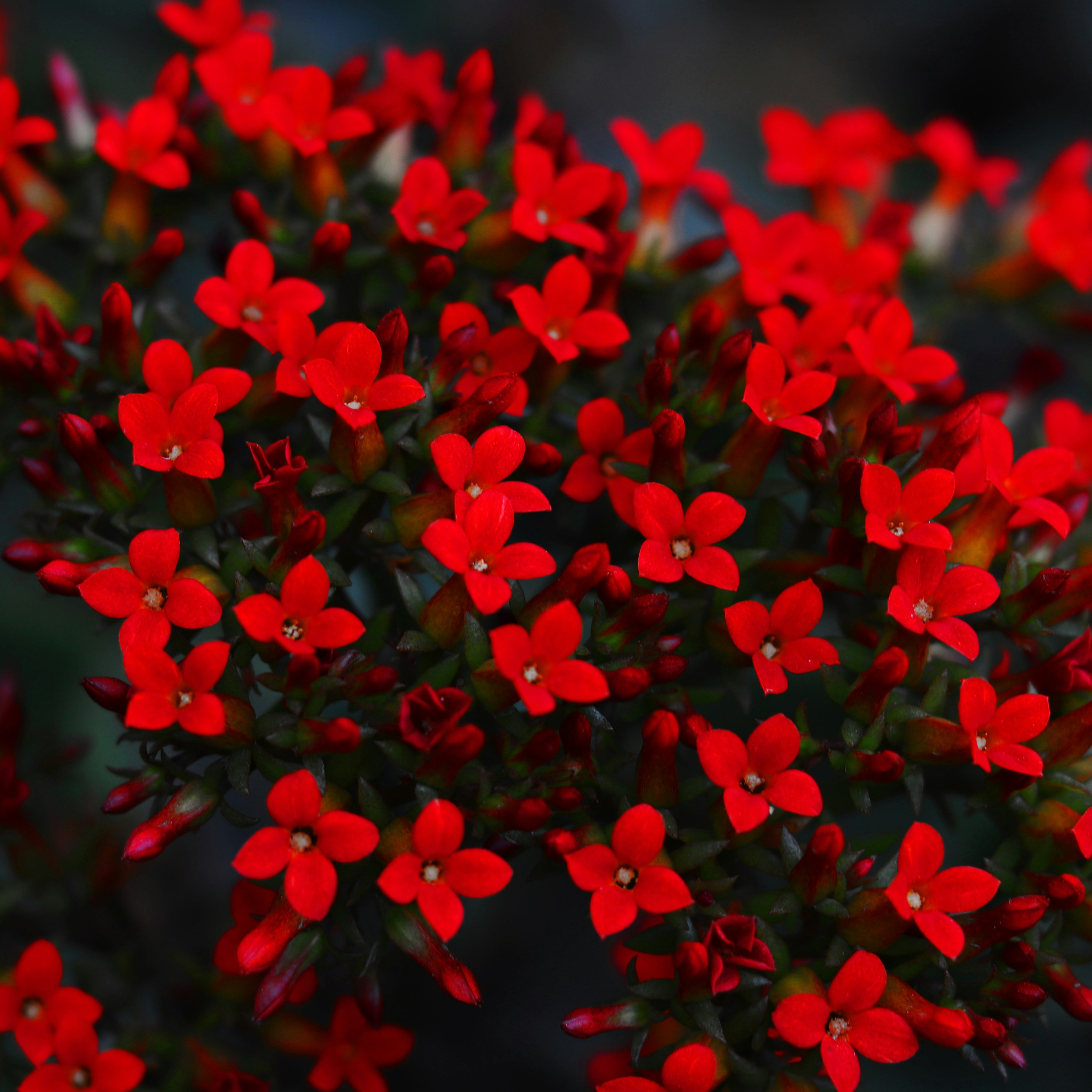2932x2932 Red Blooming Flowers Ipad Pro Retina Display ,HD 4k ...