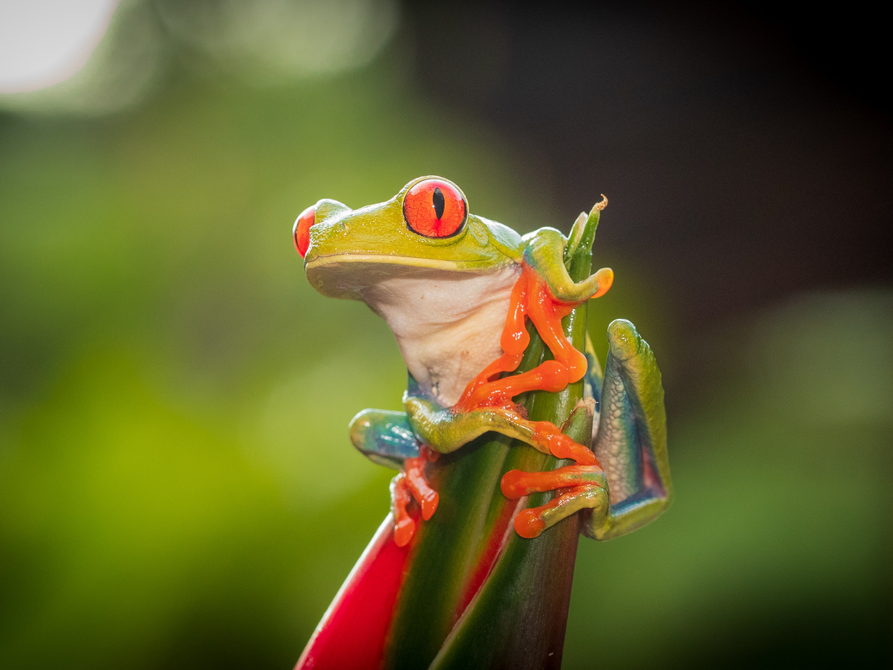 1280x960 Red Eye Tree Frog 4k 1280x960 Resolution HD 4k Wallpapers ...
