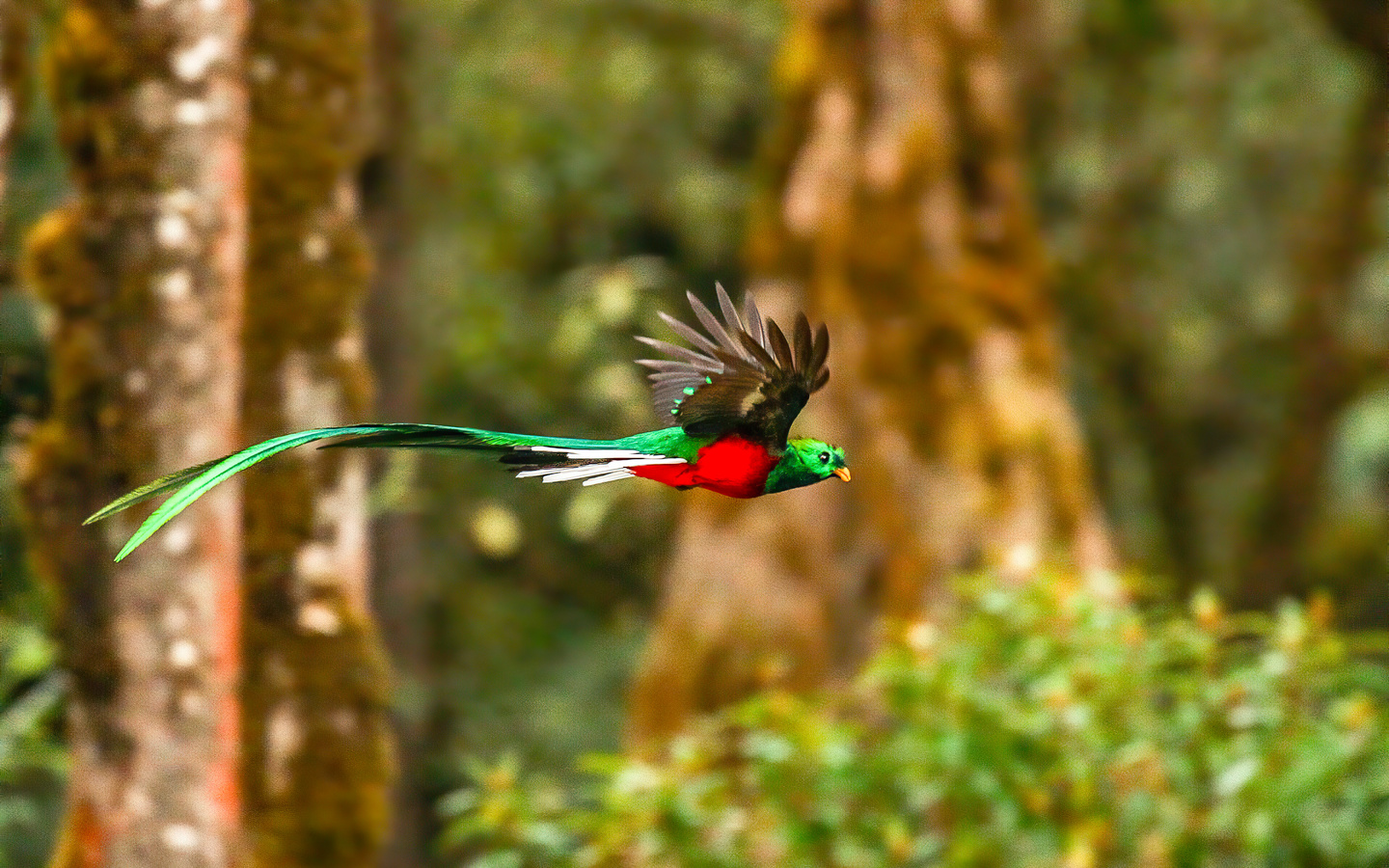 1440x900 Resplendent Quetzal 4k Wallpaper,1440x900 Resolution HD 4k ...