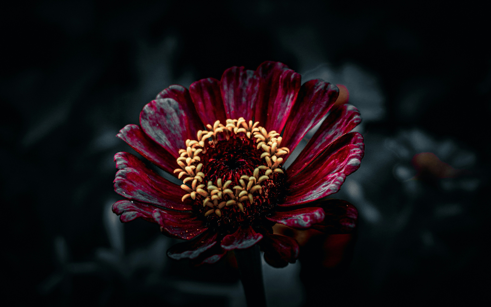 1680x1050 Ruby Blossom In Shade Wallpaper,1680x1050 Resolution HD 4k ...