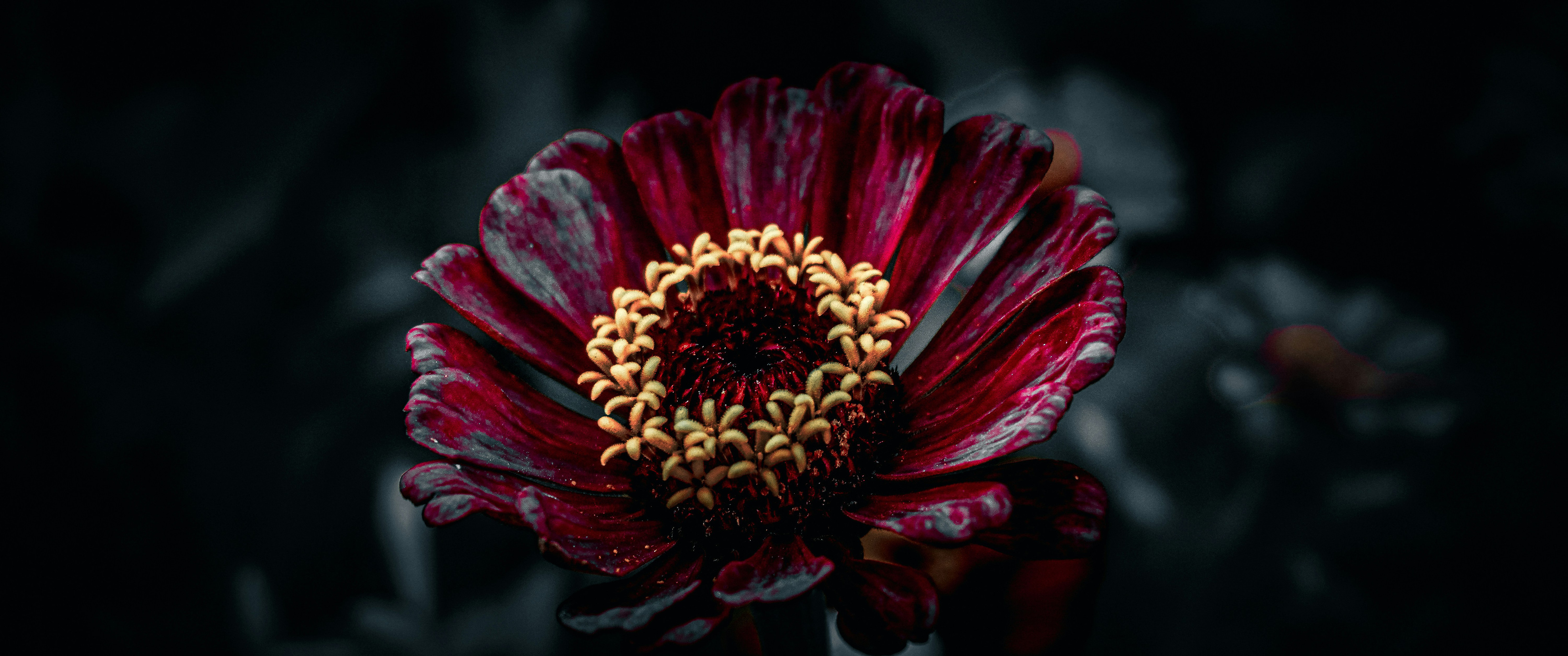 3440x1440 Ruby Blossom In Shade UltraWide Quad HD 1440P ,HD 4k Wallpapers,Images,Backgrounds ...