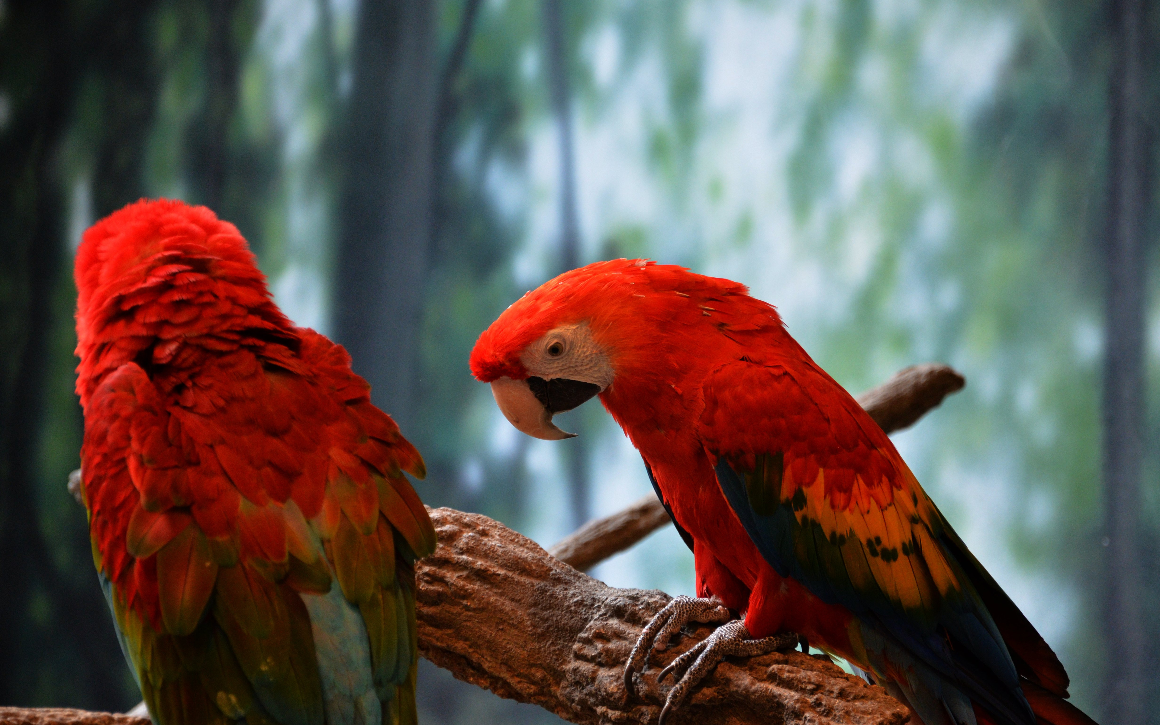 3840x2400 Scarlet Macaw 5k 4K ,HD 4k Wallpapers,Images,Backgrounds ...