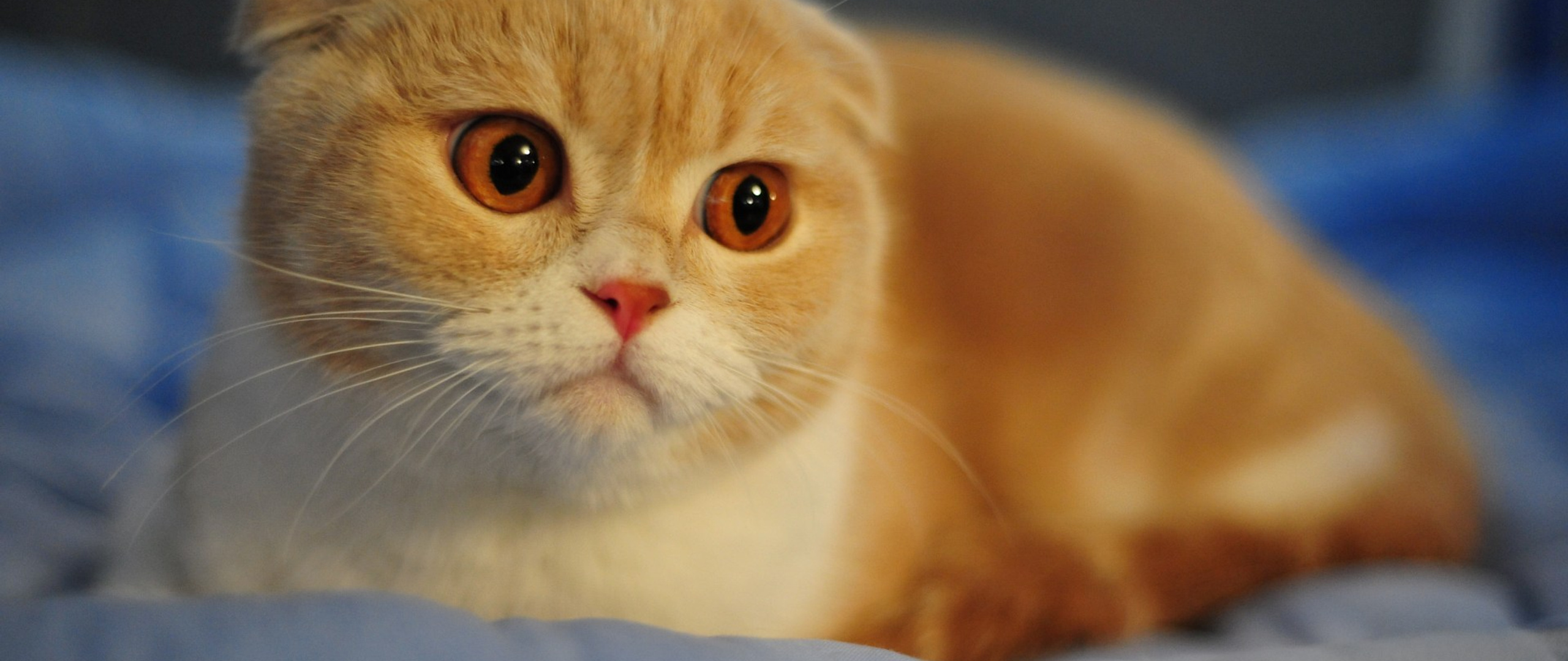 2560x1080 Scottish Fold Cat Wallpaper,2560x1080 Resolution HD 4k ...