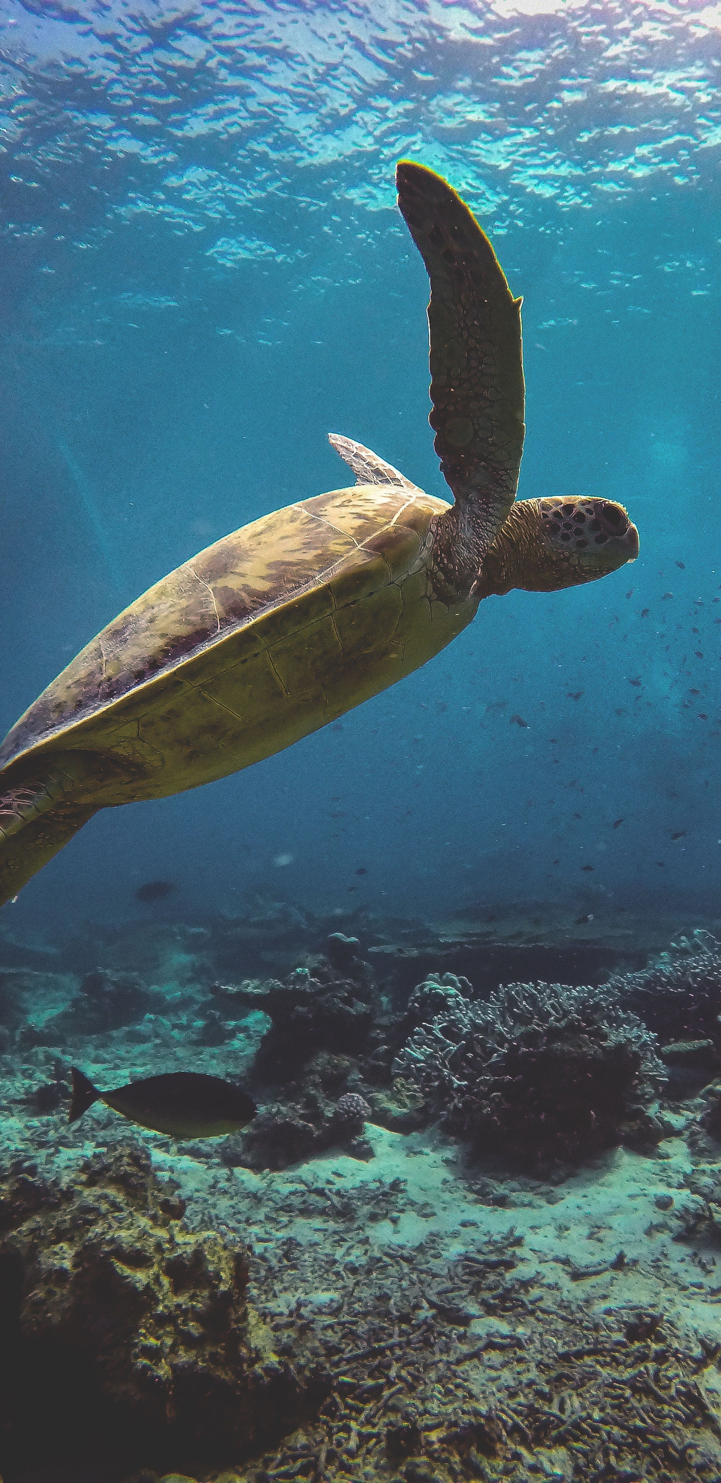 1440x2960 Sea Turtle 4k Samsung Galaxy Note 9,8, S9,S8,S8+ QHD ,HD 4k ...