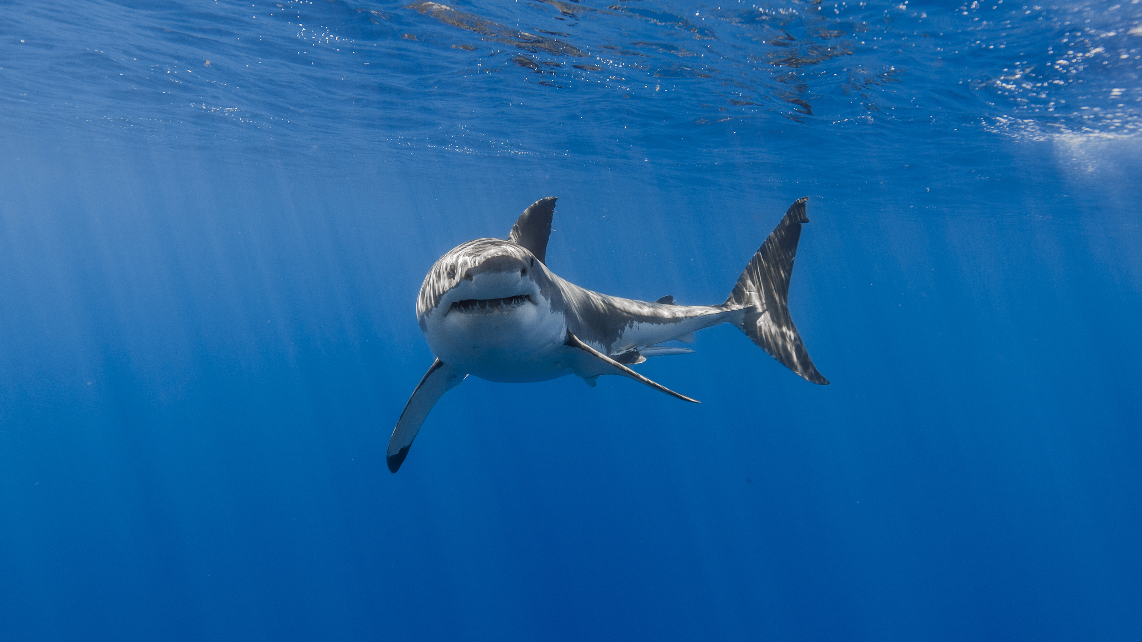 3840x2160 Shark 5k 4K ,HD 4k Wallpapers,Images,Backgrounds,Photos and ...