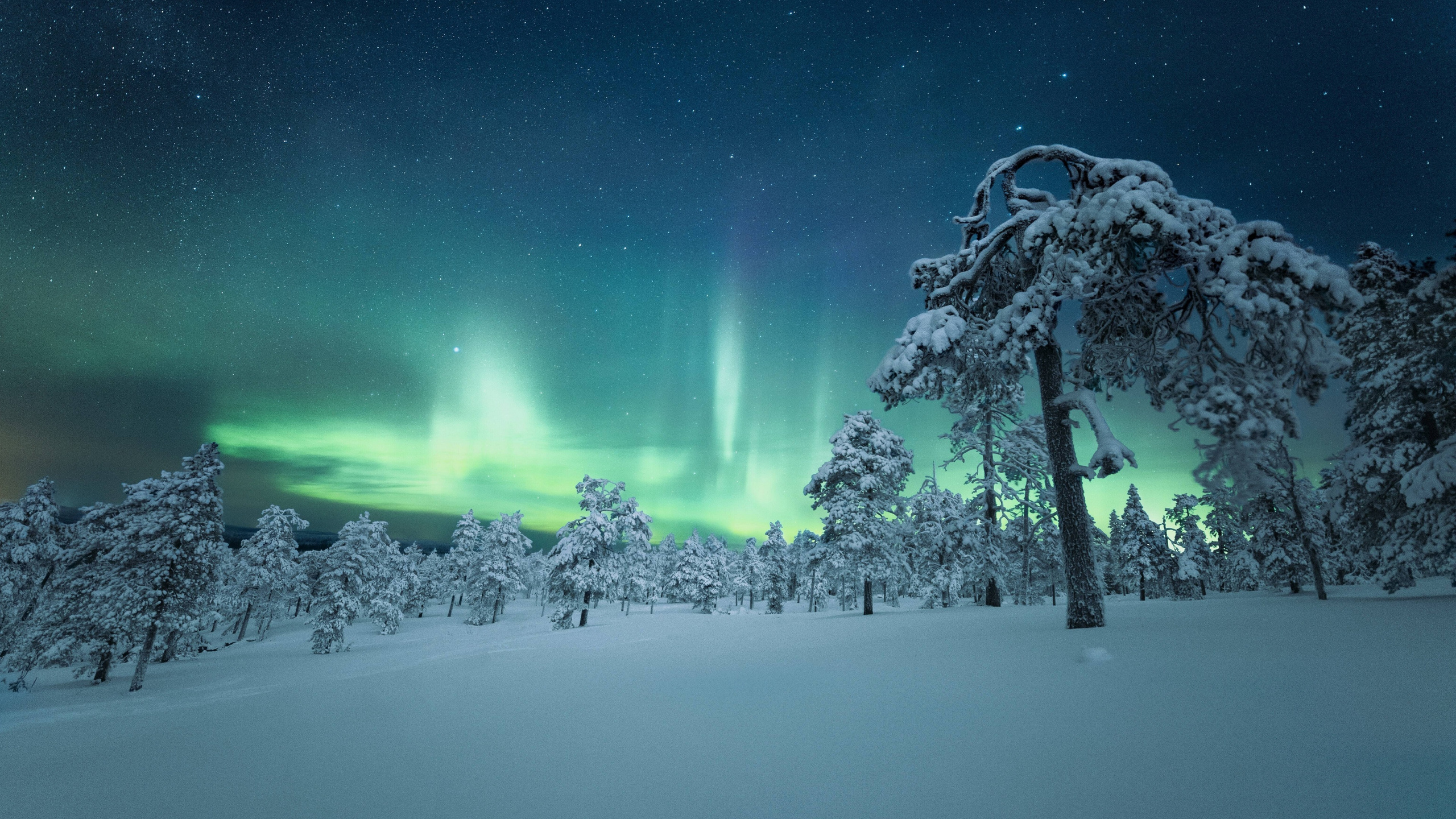 2560x1440 Snow Trees Covered Aurora 4k 1440P Resolution ,HD 4k Wallpapers,Images,Backgrounds ...