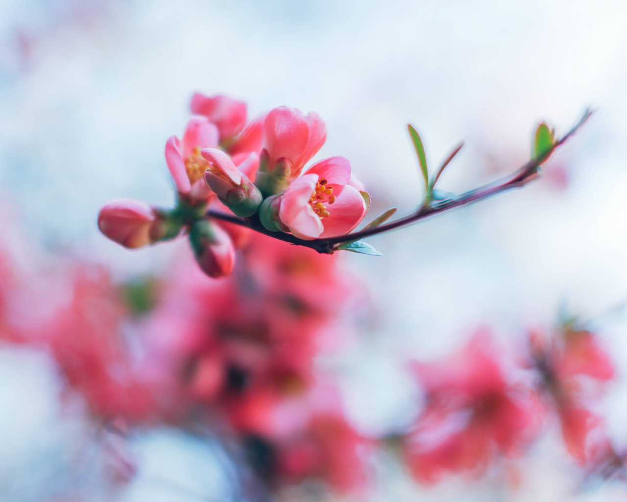 1280x1024 Spring Blossom 4k Wallpaper,1280x1024 Resolution HD 4k ...