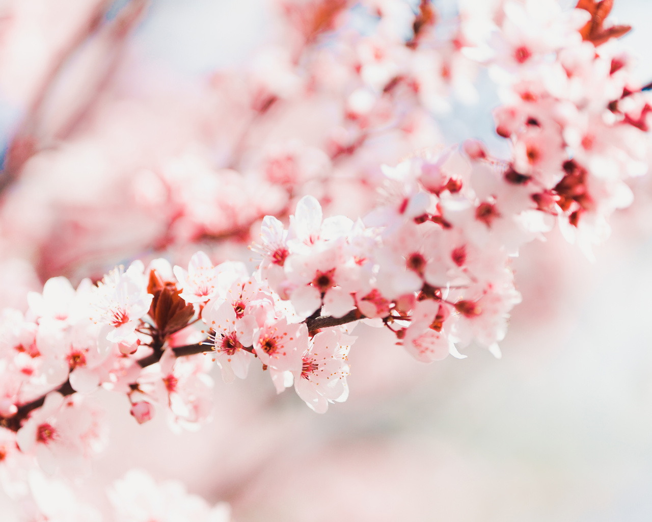 1280x1024 Spring Flower Wallpaper,1280x1024 Resolution HD 4k Wallpapers ...