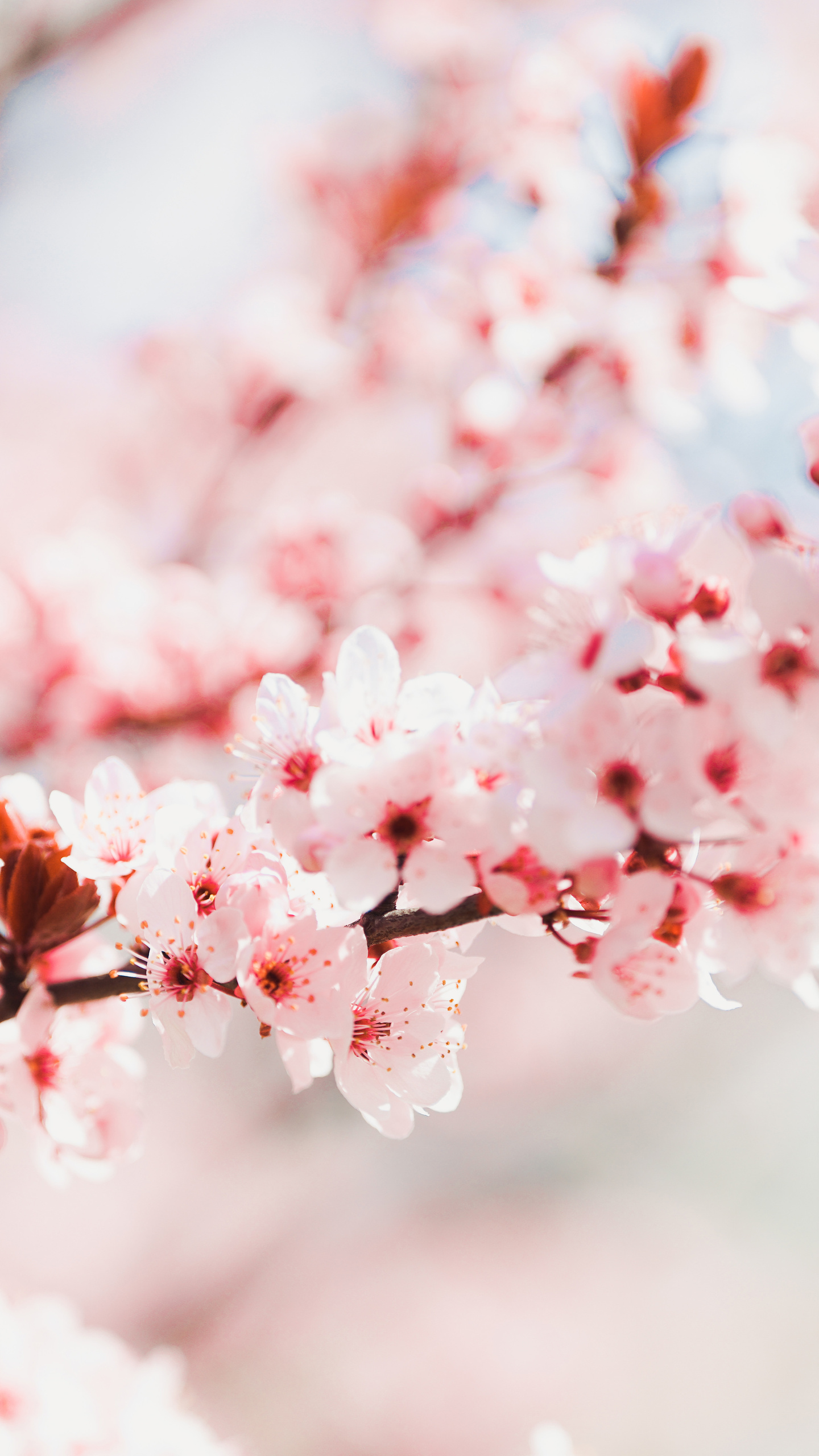 1440x2560 Spring Flower Samsung Galaxy S6,S7 ,Google Pixel XL ,Nexus 6 ...