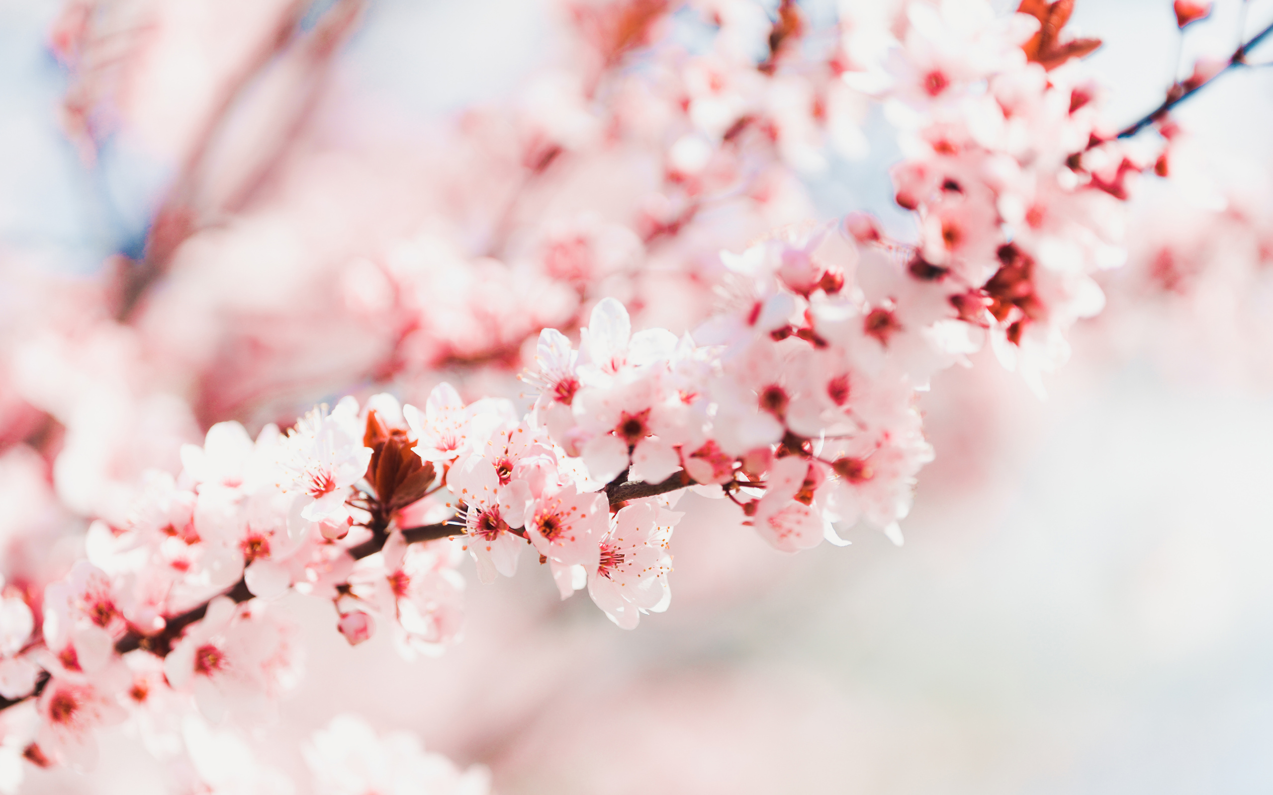 2560x1600 Spring Flower Wallpaper,2560x1600 Resolution HD 4k Wallpapers ...