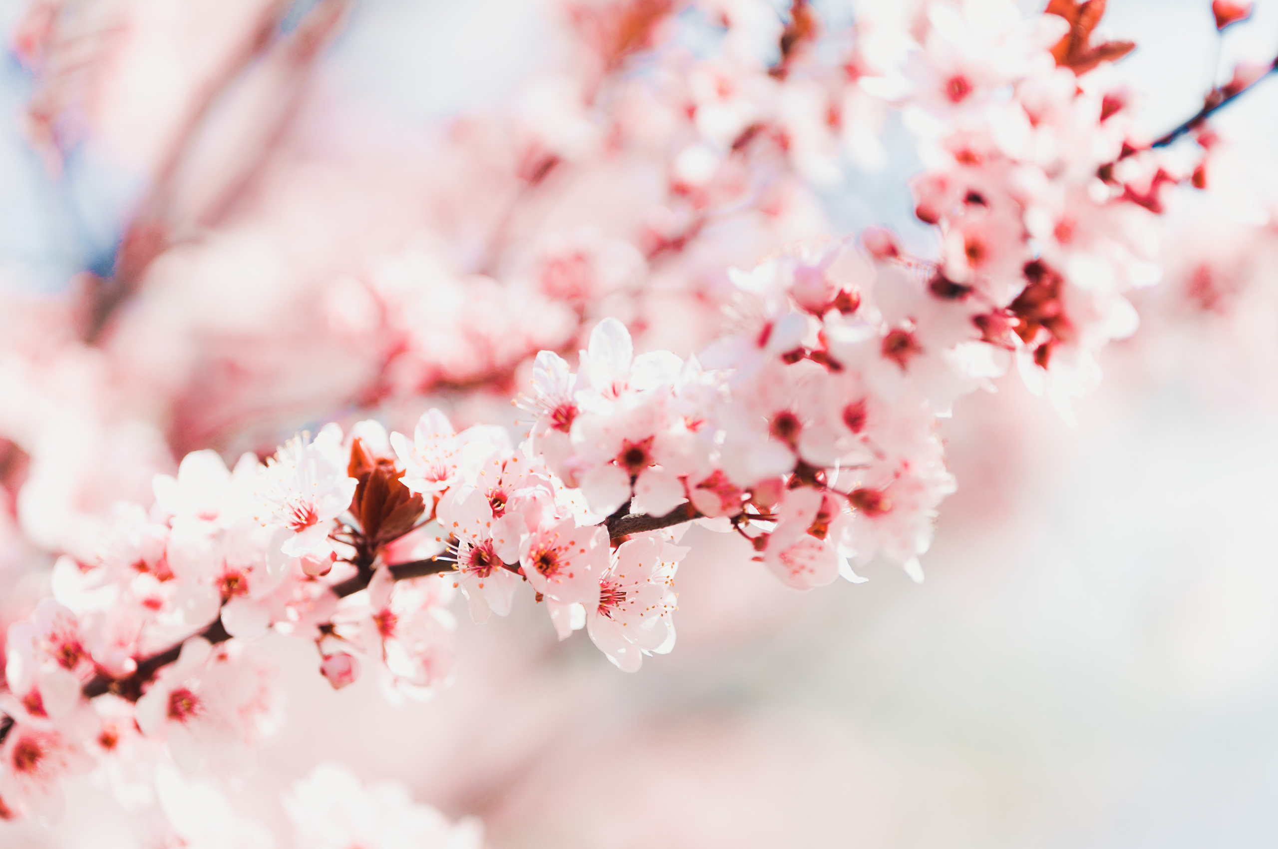 2560x1700 Spring Flower Chromebook Pixel ,HD 4k Wallpapers,Images ...