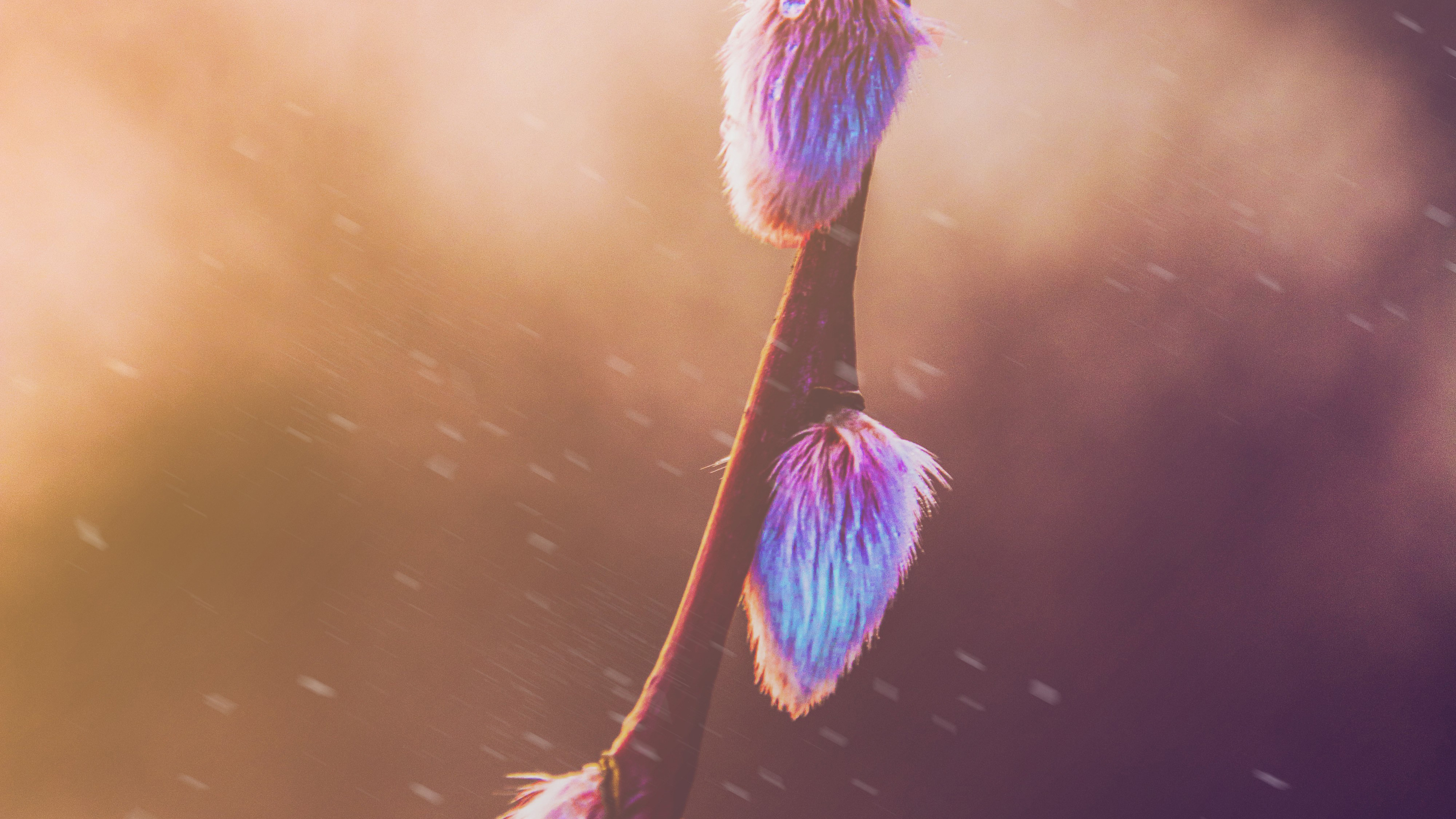 3840x2160 Spring Photography 4K ,HD 4k Wallpapers,Images,Backgrounds ...