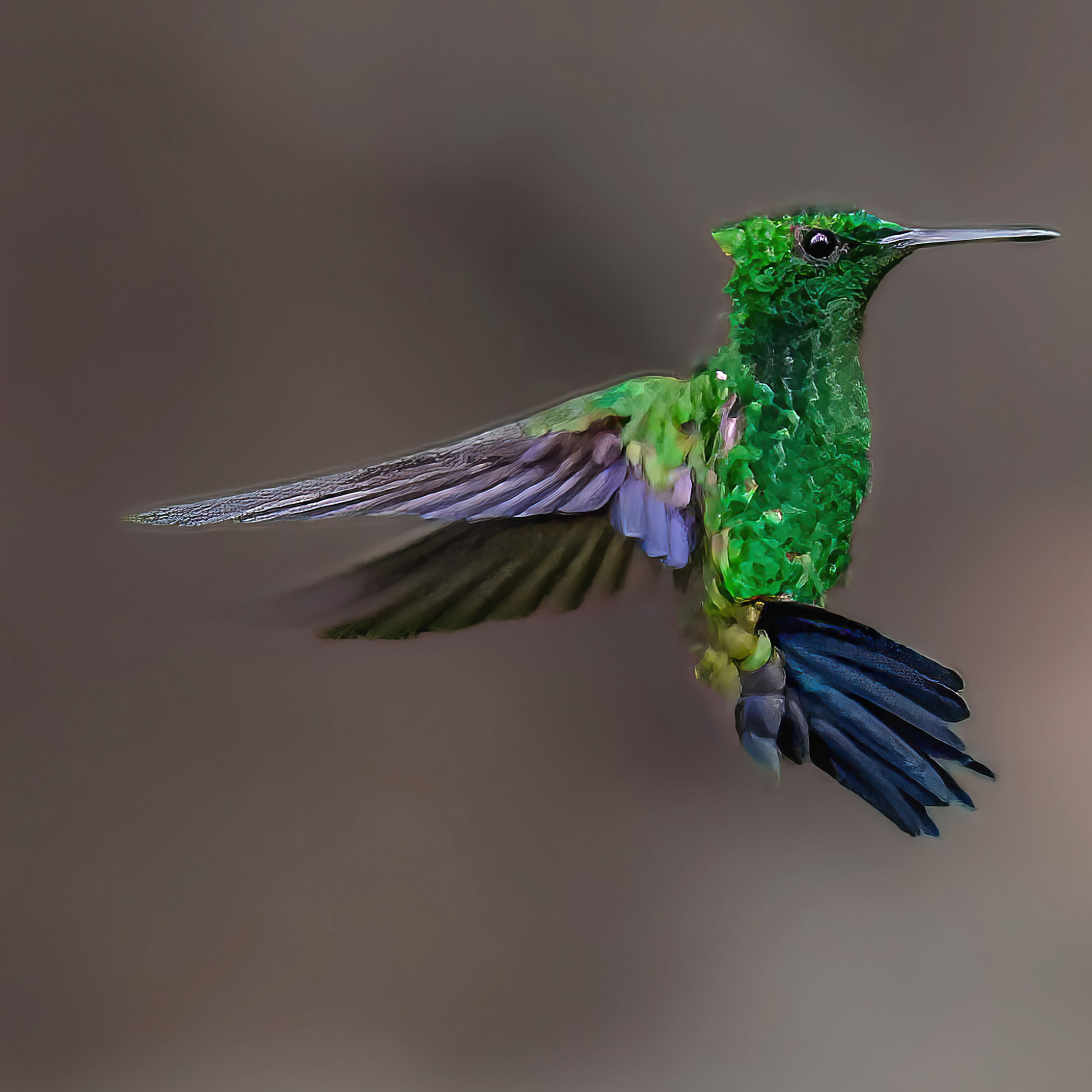 2932x2932 Steely Vented Hummingbird Ipad Pro Retina Display ,HD 4k ...