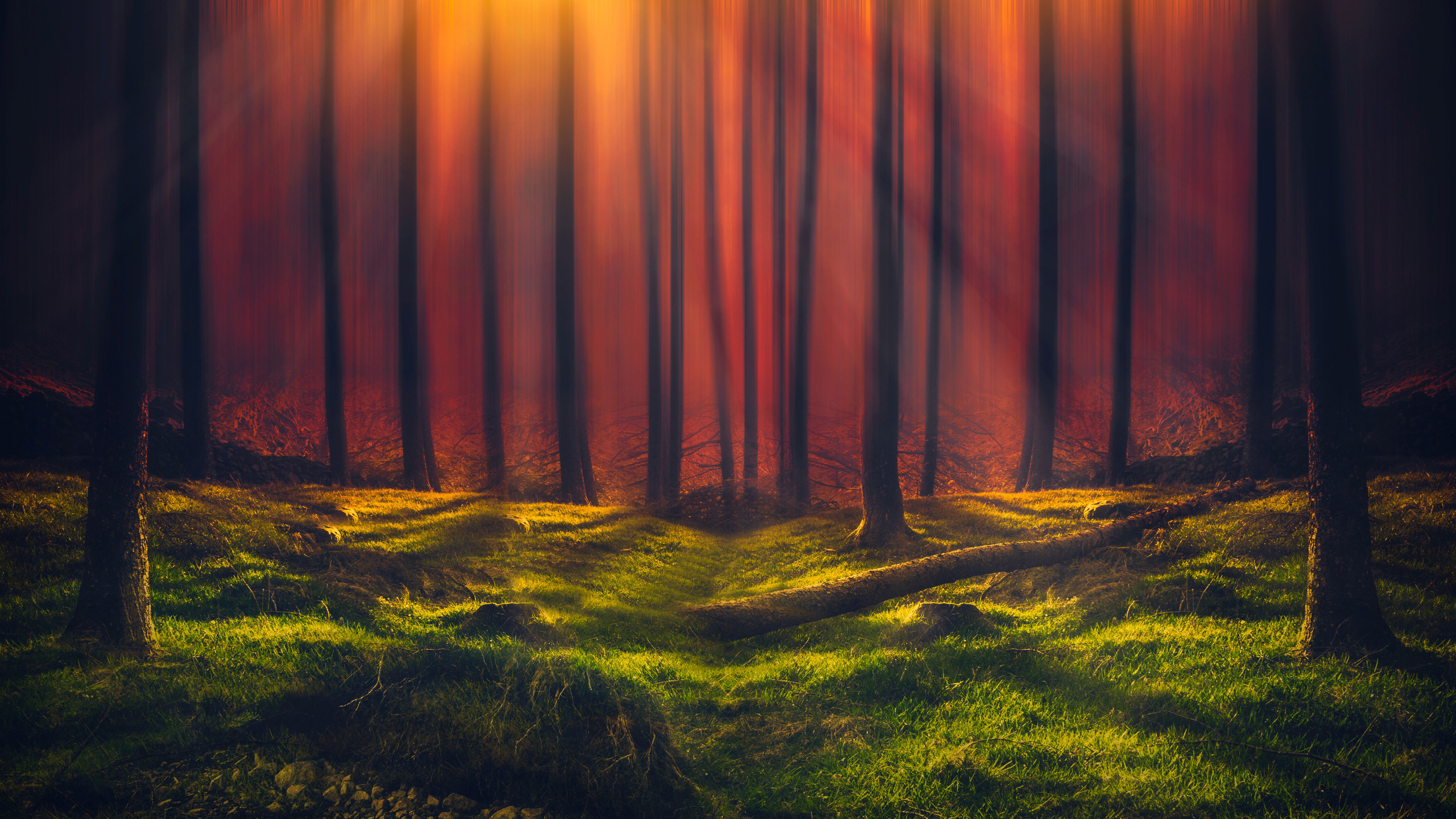 2560x1440 Sunbeam Forest 5k 1440P Resolution ,HD 4k Wallpapers,Images ...