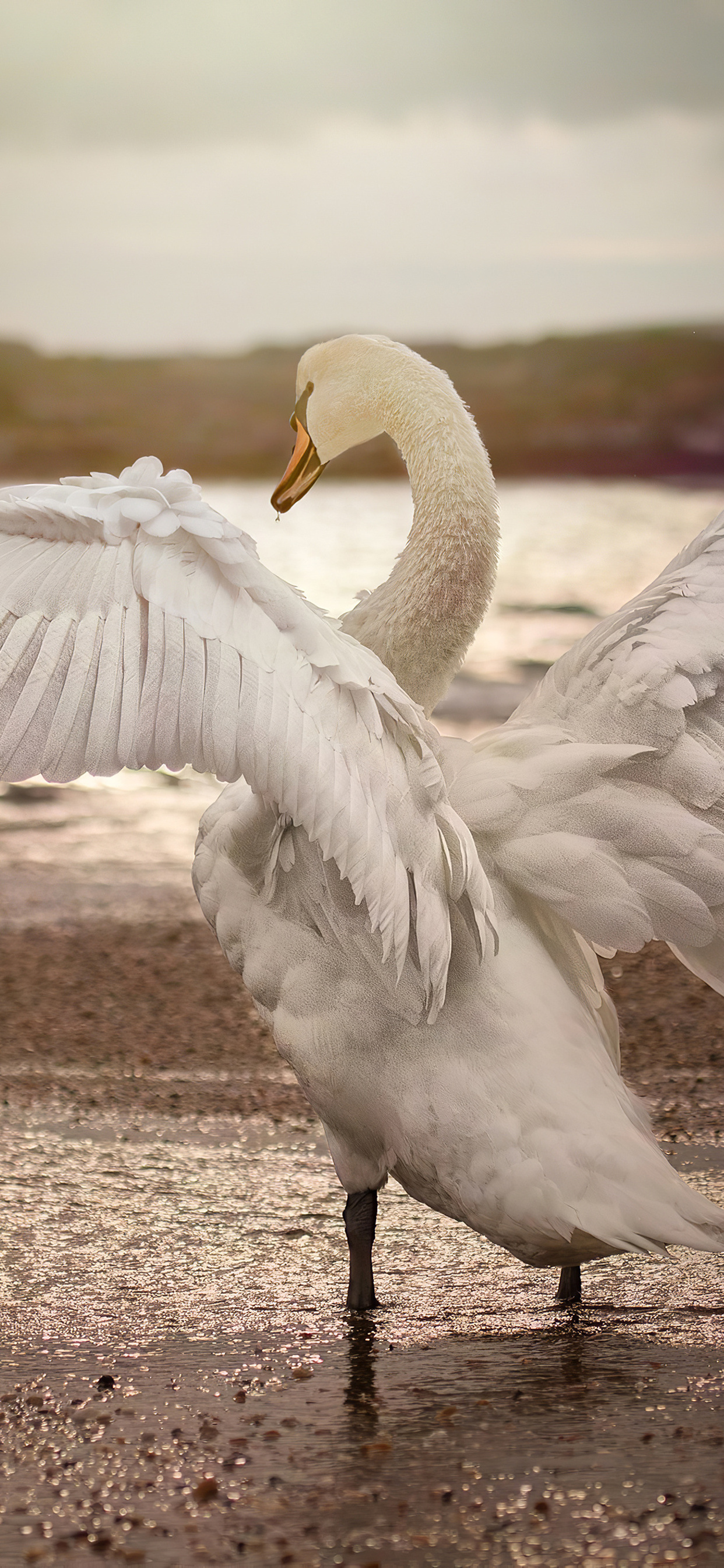 1242x2688 Swan Opening Wings 4k Iphone XS MAX HD 4k Wallpapers, Images ...