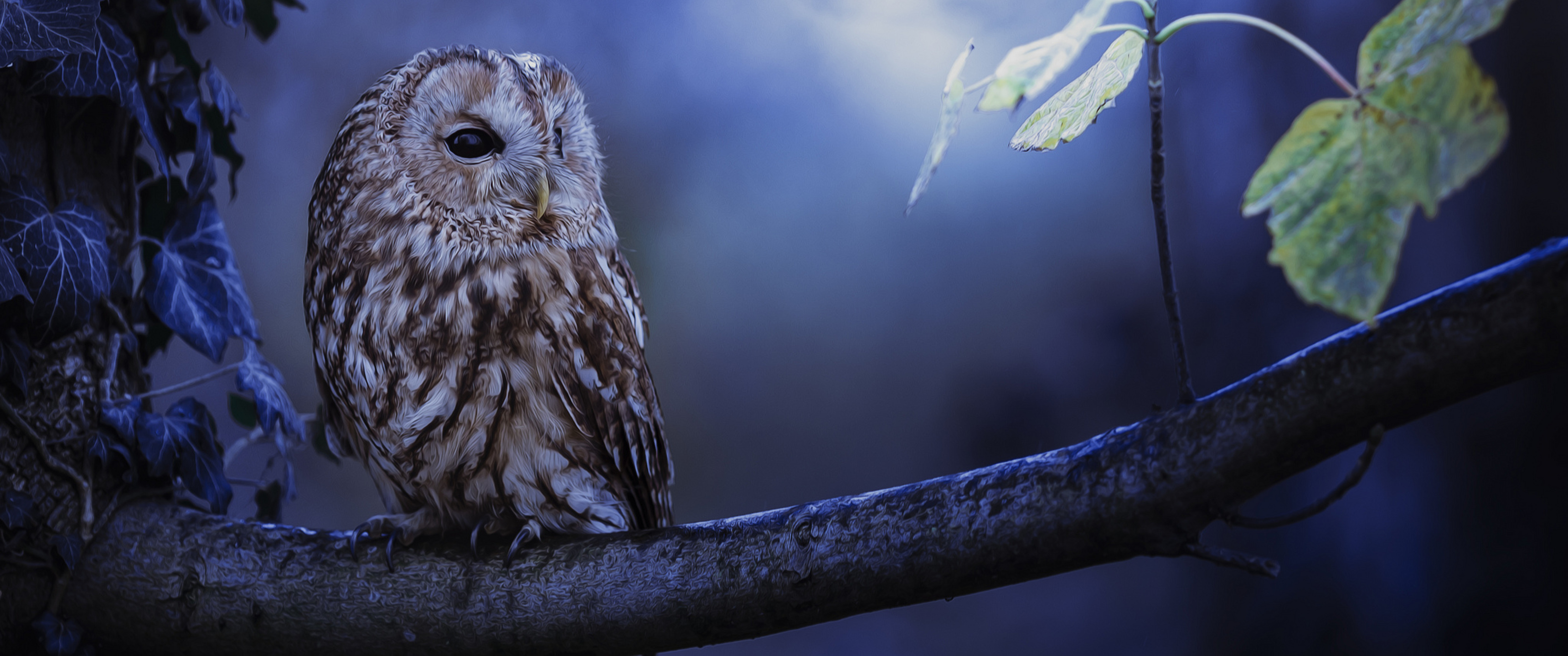 3440x1440 Tawny Owl In Moonlight UltraWide Quad HD 1440P ,HD 4k ...
