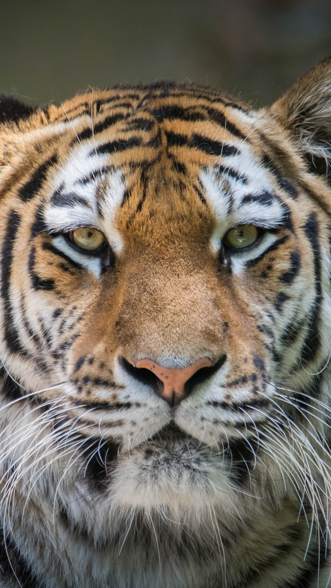 1080x1920 Tiger 4k Hd Iphone 7,6s,6 Plus, Pixel xl ,One Plus 3,3t,5 ,HD ...