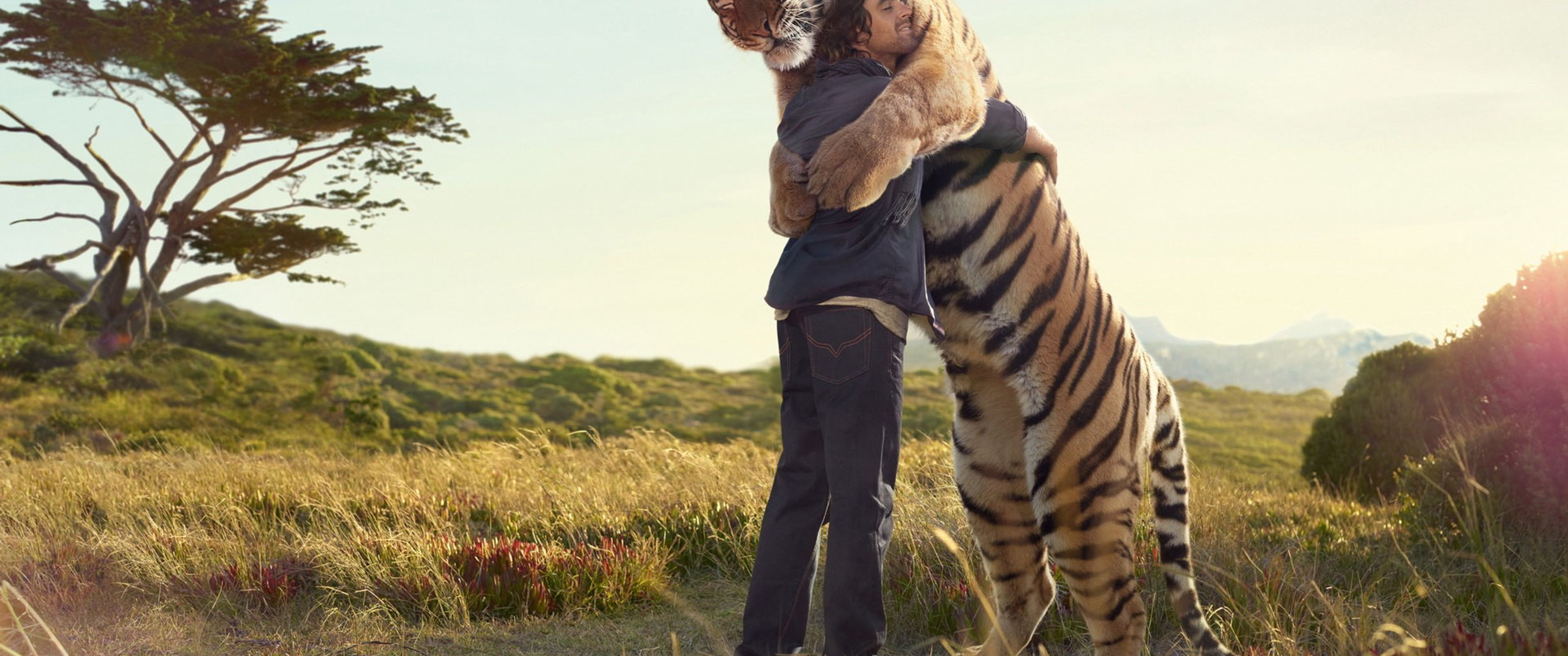 3440x1440 Tiger hug UltraWide Quad HD 1440P ,HD 4k Wallpapers,Images ...