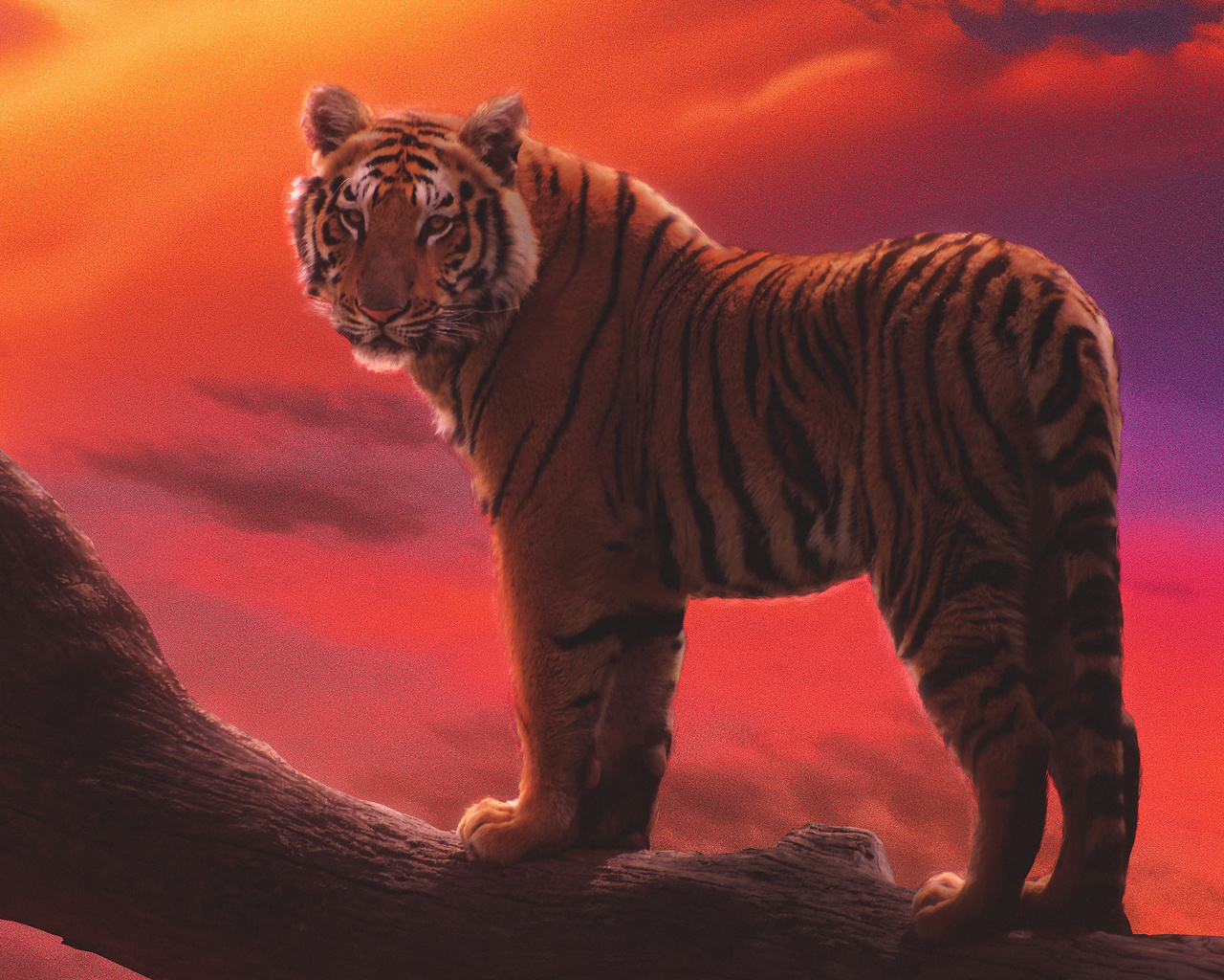 1280x1024 Tiger The Amber Dream Wallpaper,1280x1024 Resolution HD 4k ...