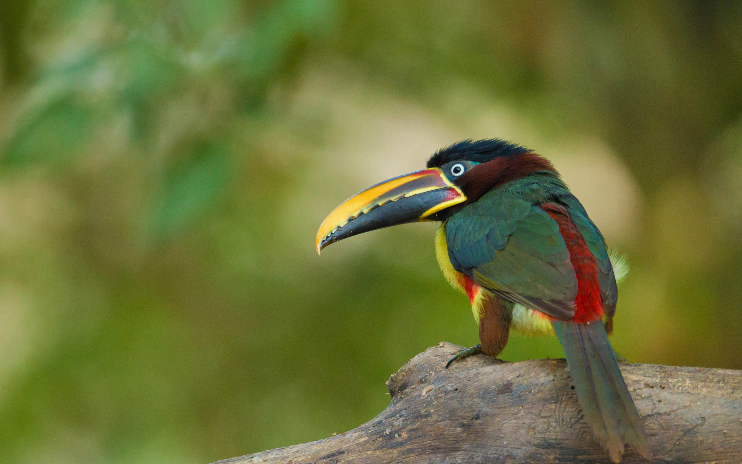 2560x1600 Toucan 4k Wallpaper,2560x1600 Resolution HD 4k Wallpapers ...