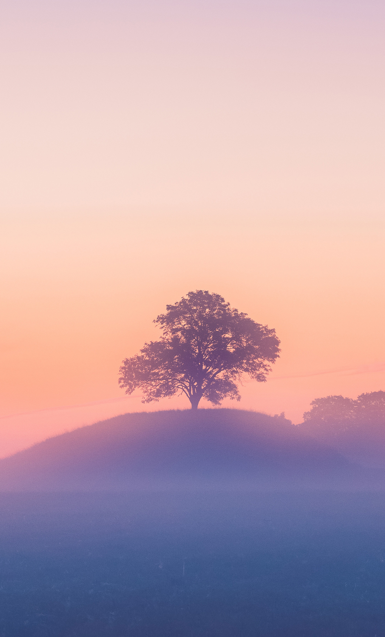 1280x2120 Tree And Mist iPhone 6+ ,HD 4k Wallpapers,Images,Backgrounds ...