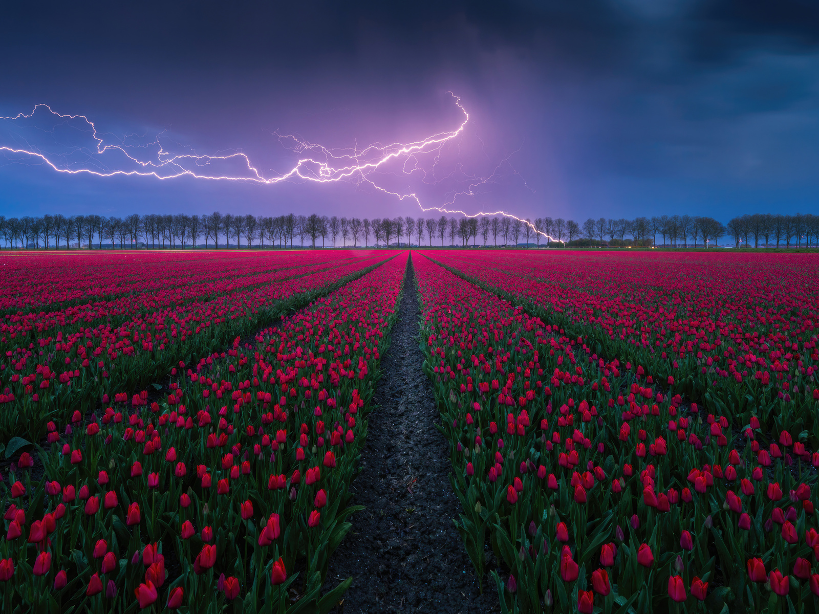 1600x1200 Tulip Field Lightning 4k Wallpaper,1600x1200 Resolution HD 4k ...