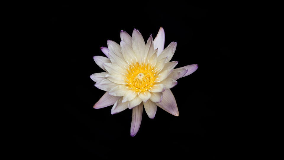 960x540 White And Yellow Flower Black Background 5k 960x540 Resolution ...