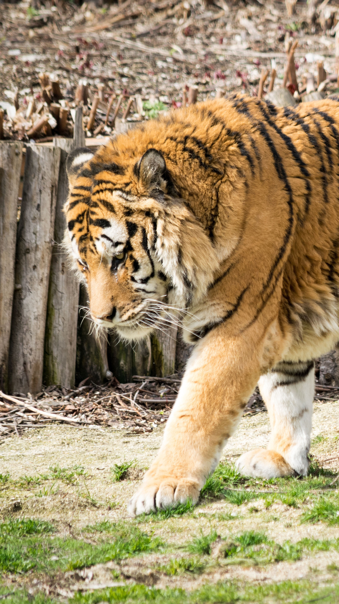 1080x1920 Wild Tiger In Zoo 5k Iphone 7,6s,6 Plus, Pixel xl ,One Plus 3 ...