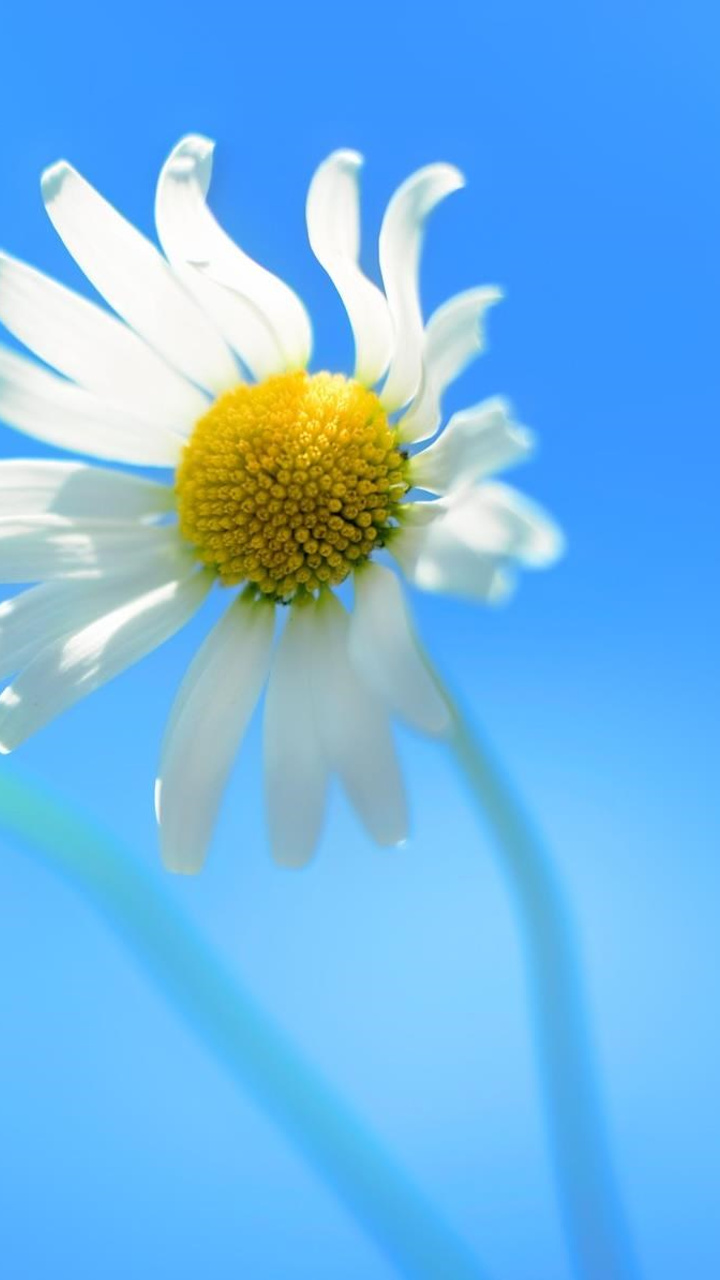 Windows 8 Stock Wallpapers