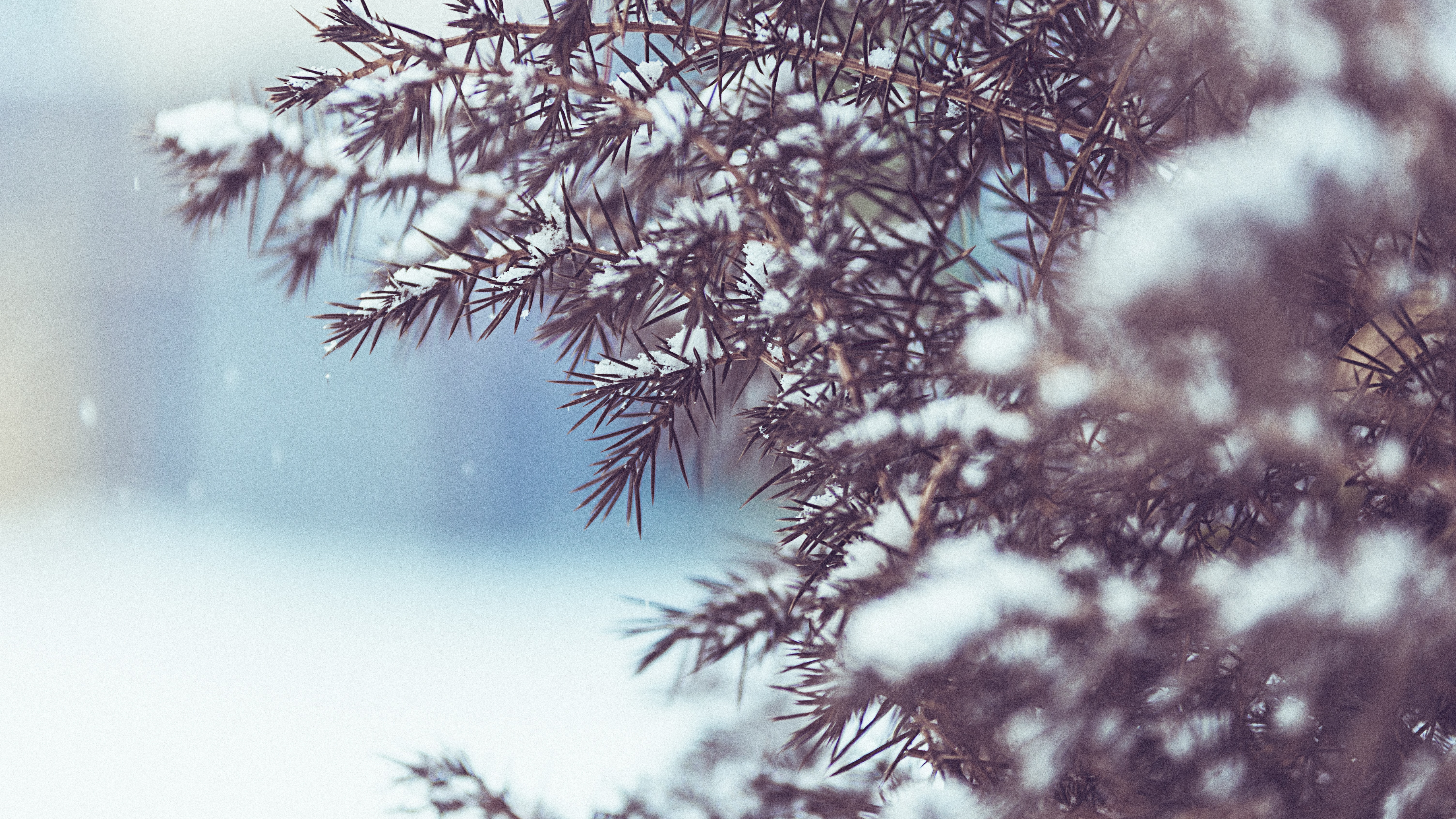 5120x2880 Winter Tree Snow 5k 5K ,HD 4k Wallpapers,Images,Backgrounds ...