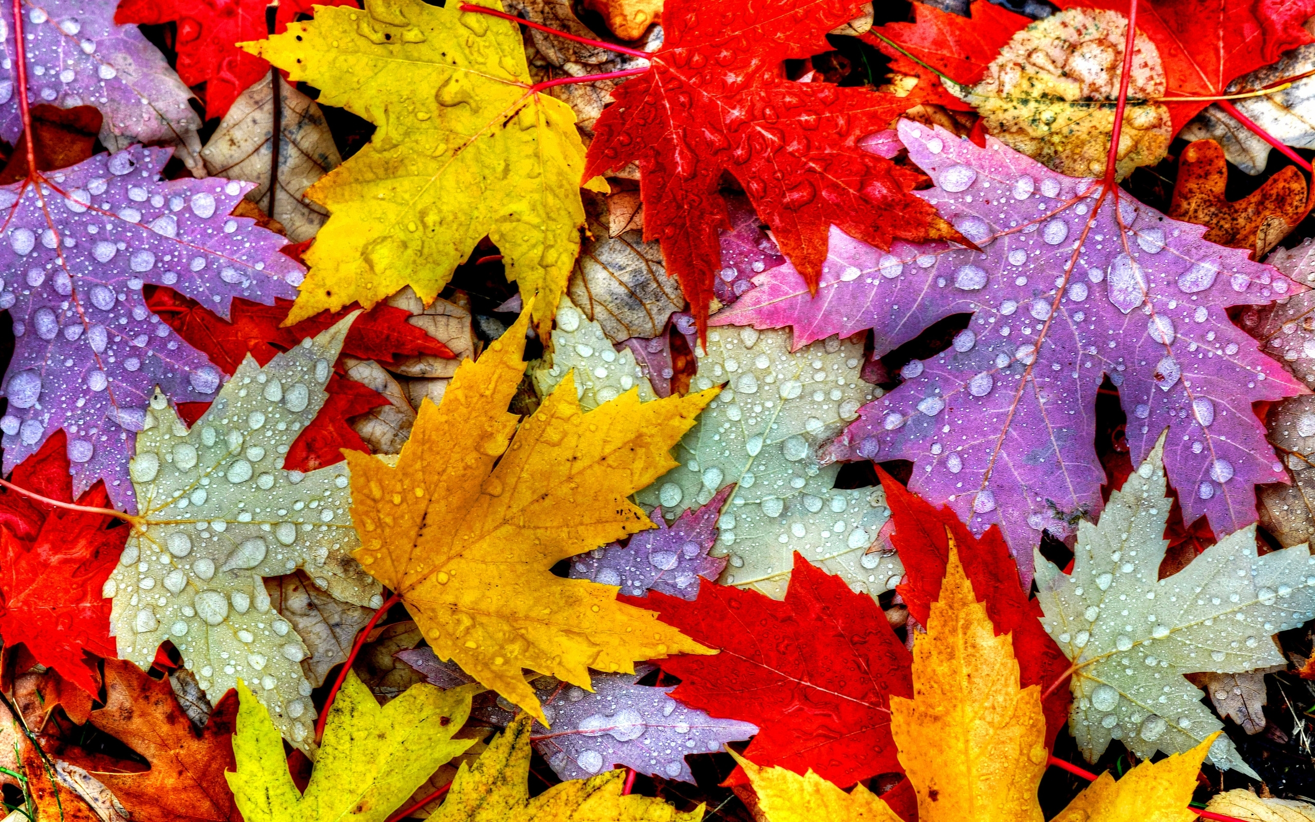 Nature Autumn Leaves HD Nature 4k Wallpapers Images Backgrounds Photos And Pictures
