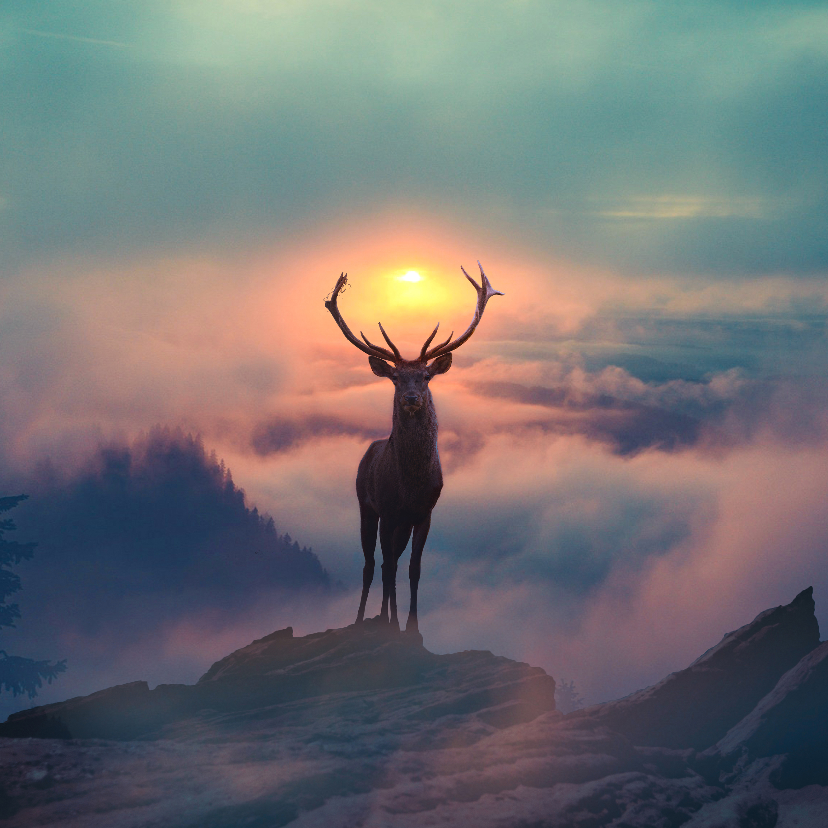 Reindeer Morning Glory Wallpaper HD Photography Wallpapers 4k