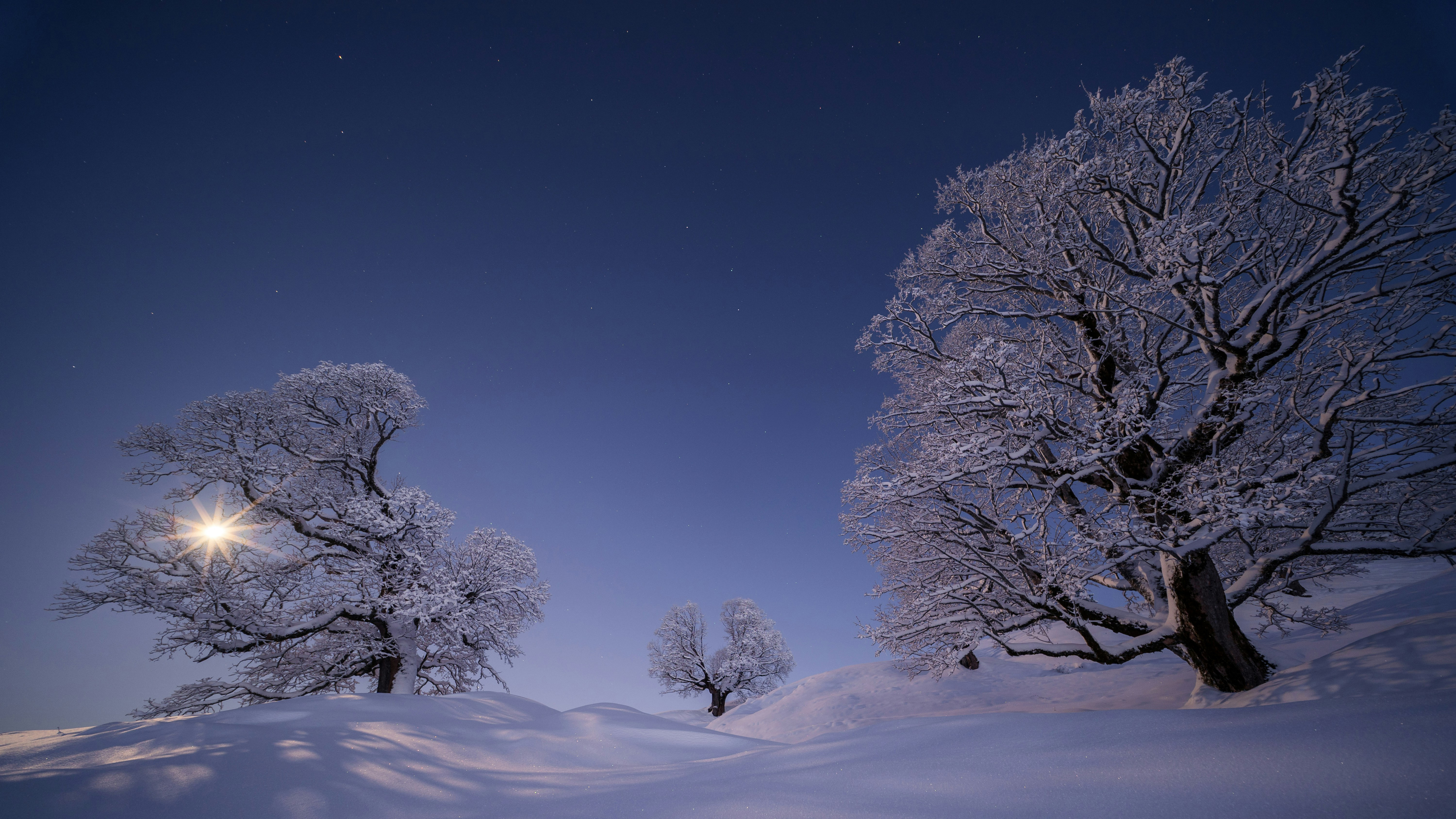 Winter Wonderland Moonlit Frosted Trees Wallpaper,HD Nature Wallpapers,4k Wallpapers,Images ...